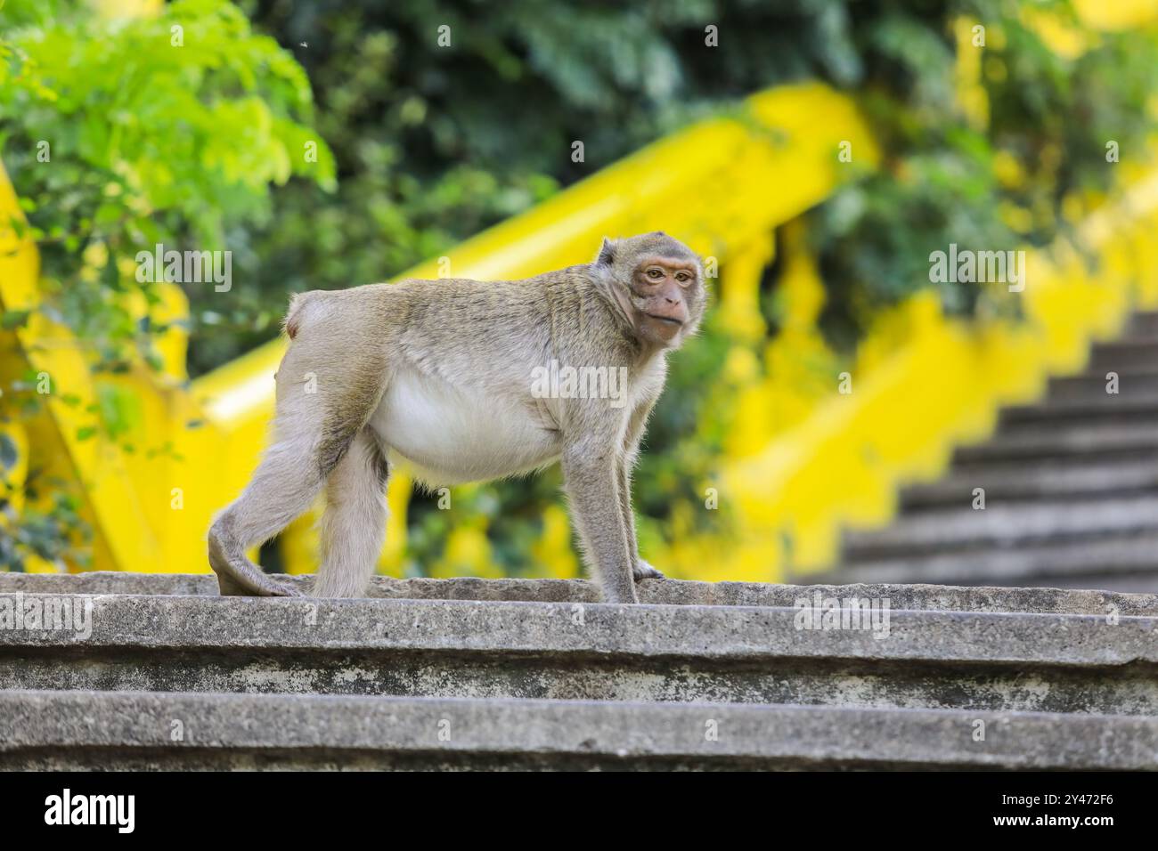 Cute Grey Macaque on the Stairs to the Wat Khao Chong Krachok Temple in ...