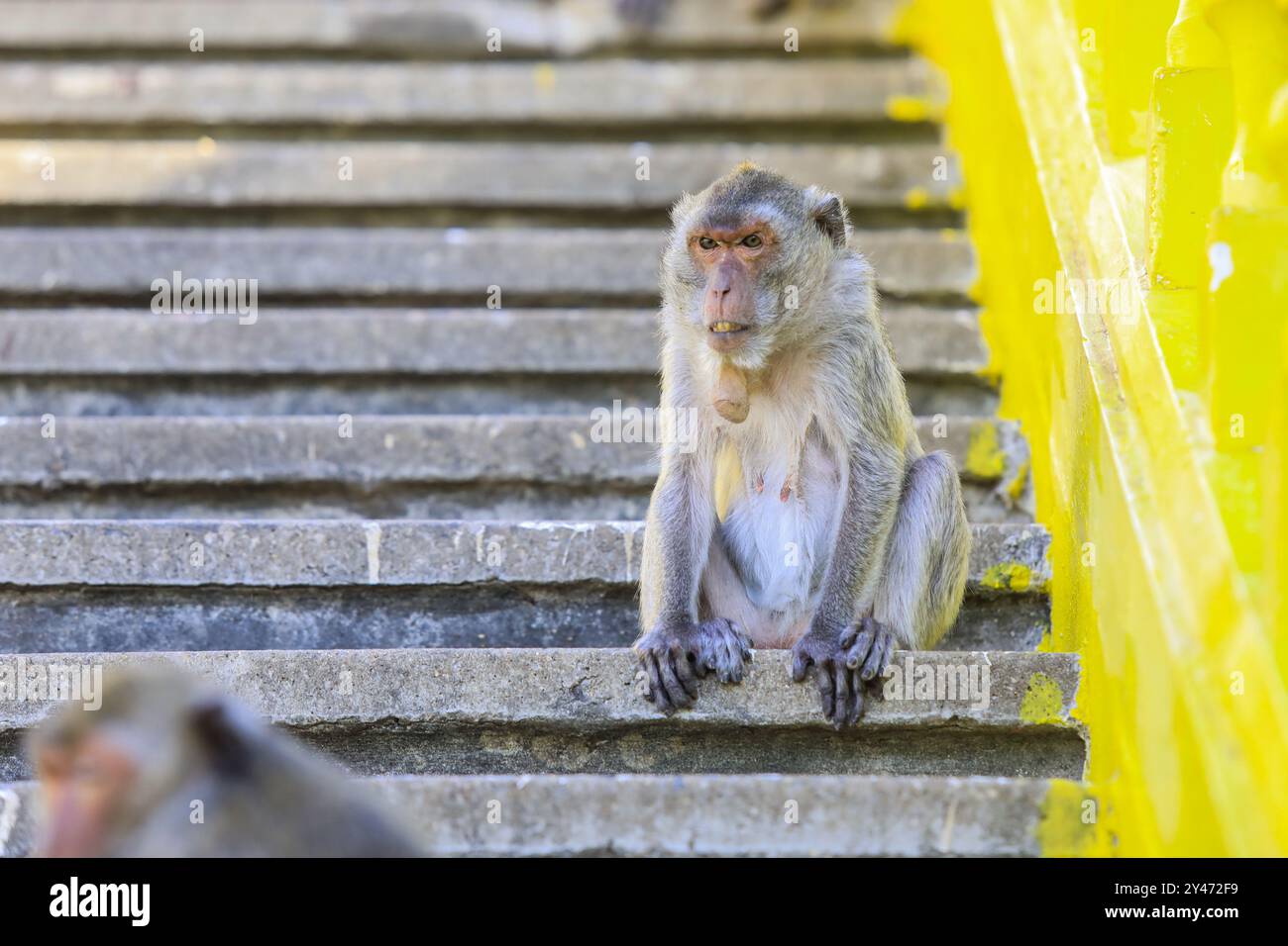 Cute Grey Macaque on the Stairs to the Wat Khao Chong Krachok Temple in ...