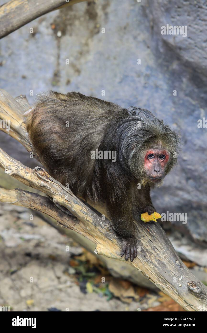 Young Stump-tailed Macaque, also called the Bear Macaque, near the tree ...