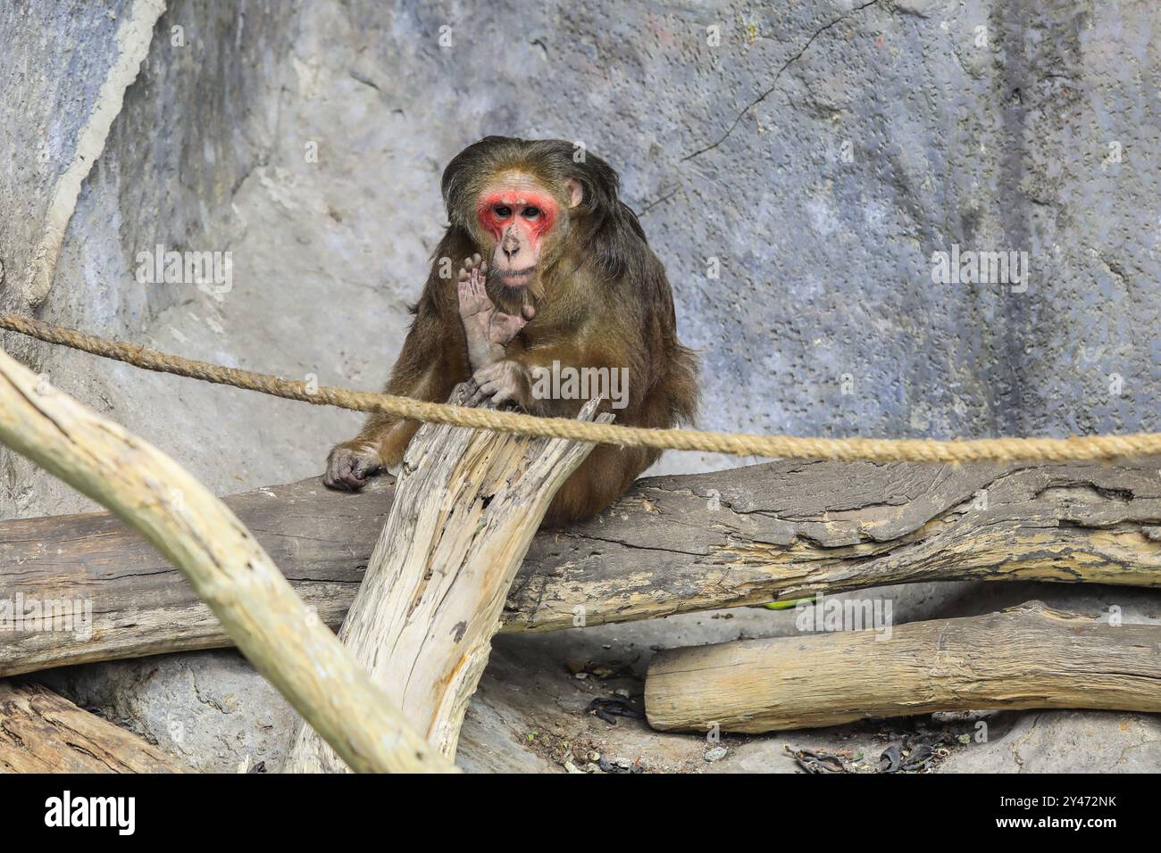 Young Stump-tailed Macaque, also called the Bear Macaque, near the tree ...