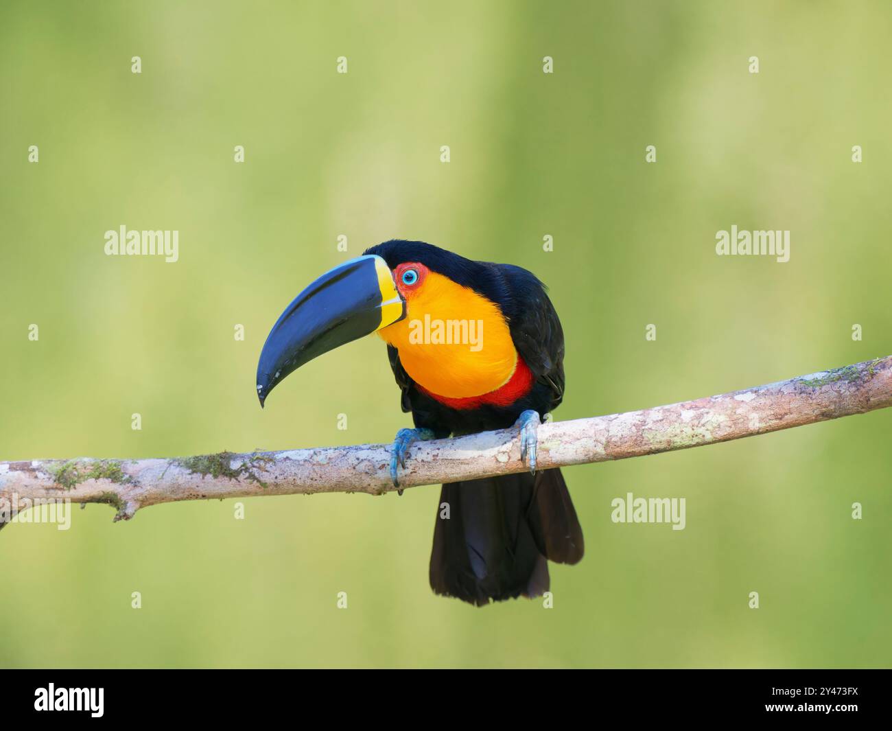 Channel Billed Toucan sequence Ramphastos vitellinus ariel Atlantic ...