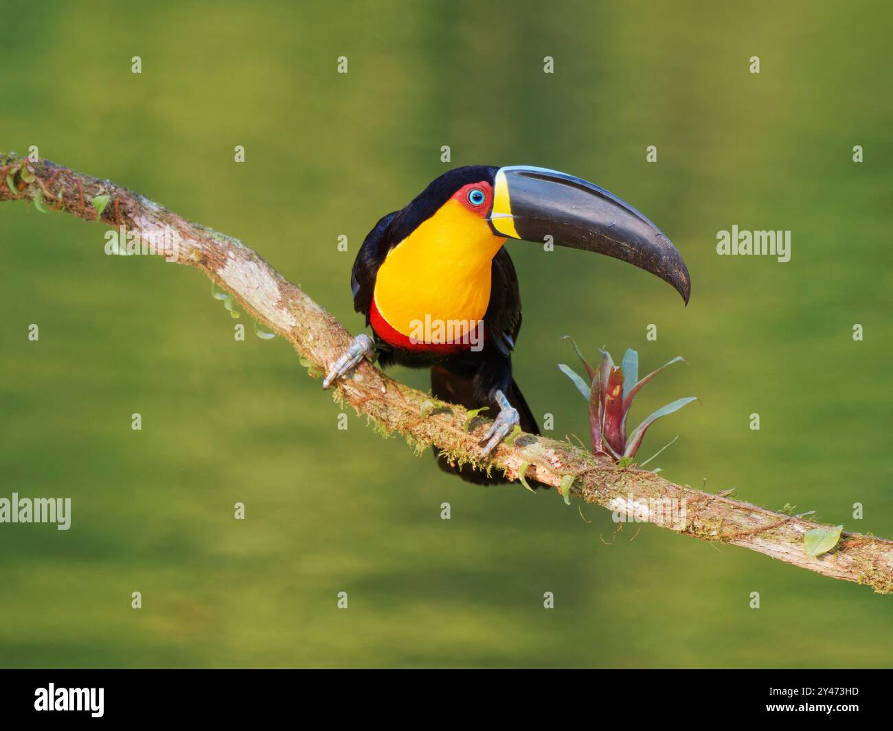 Channel Billed Toucan Ramphastos vitellinus ariel Atlantic Forest ...