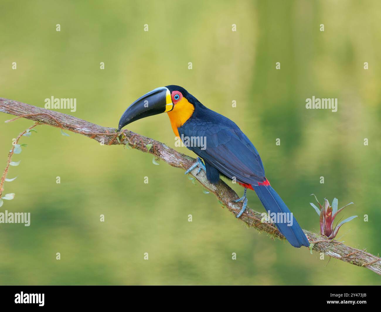 Channel Billed Toucan Ramphastos vitellinus ariel Atlantic Forest ...