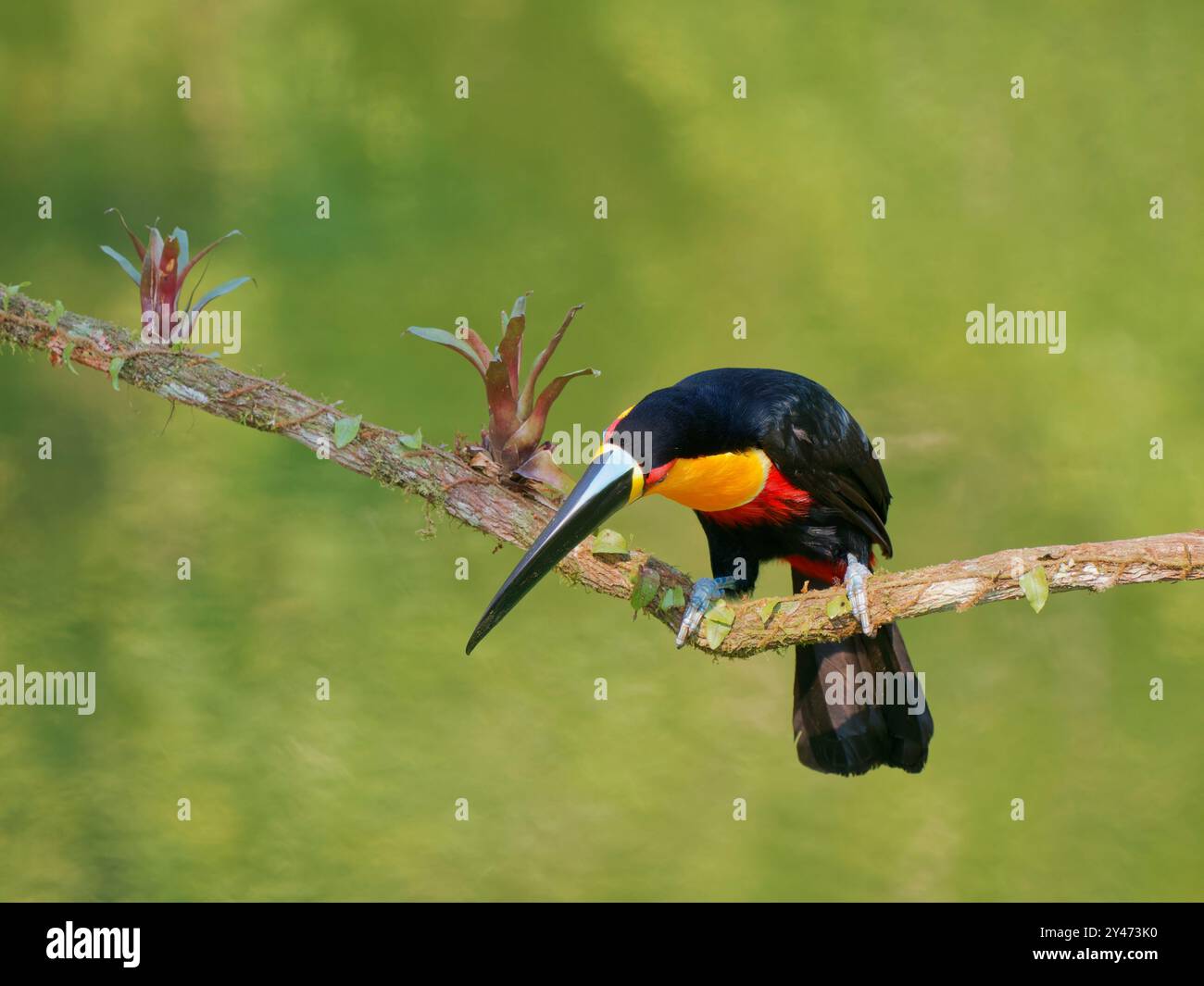 Channel Billed Toucan Ramphastos vitellinus ariel Atlantic Forest ...