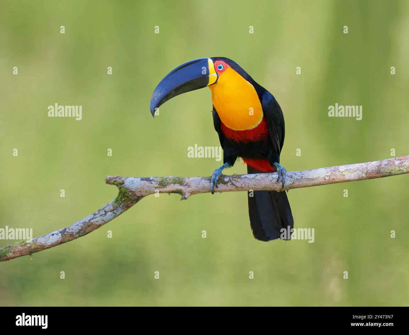 Channel Billed Toucan Ramphastos vitellinus ariel Atlantic Forest ...
