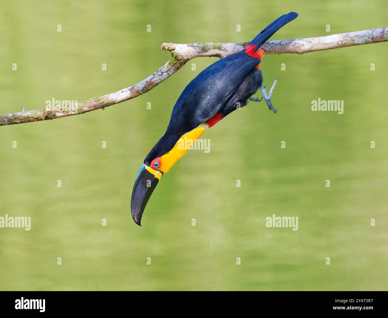 Channel Billed Toucan jumping Ramphastos vitellinus ariel Atlantic ...