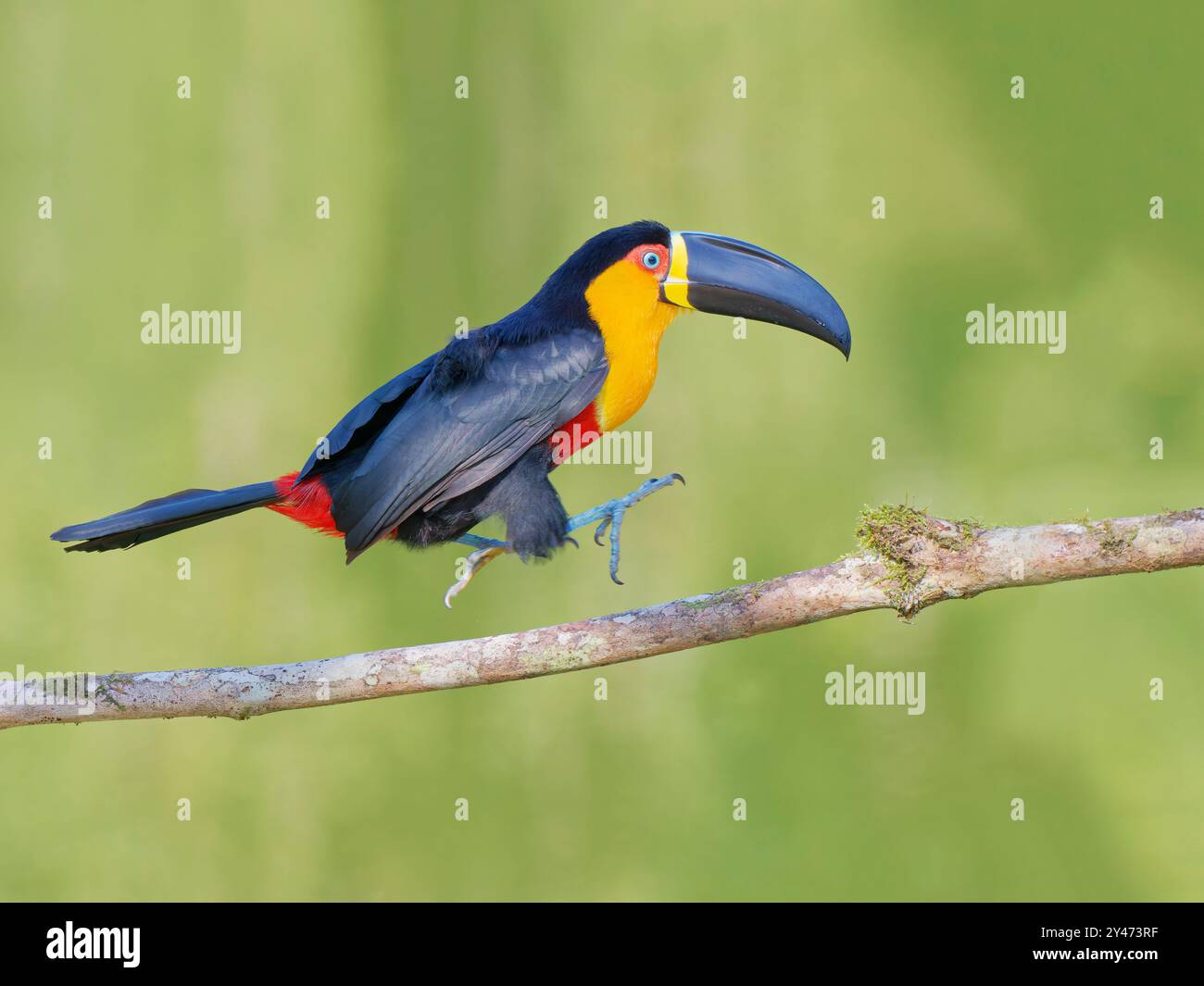 Channel Billed Toucan jumping Ramphastos vitellinus ariel Atlantic ...