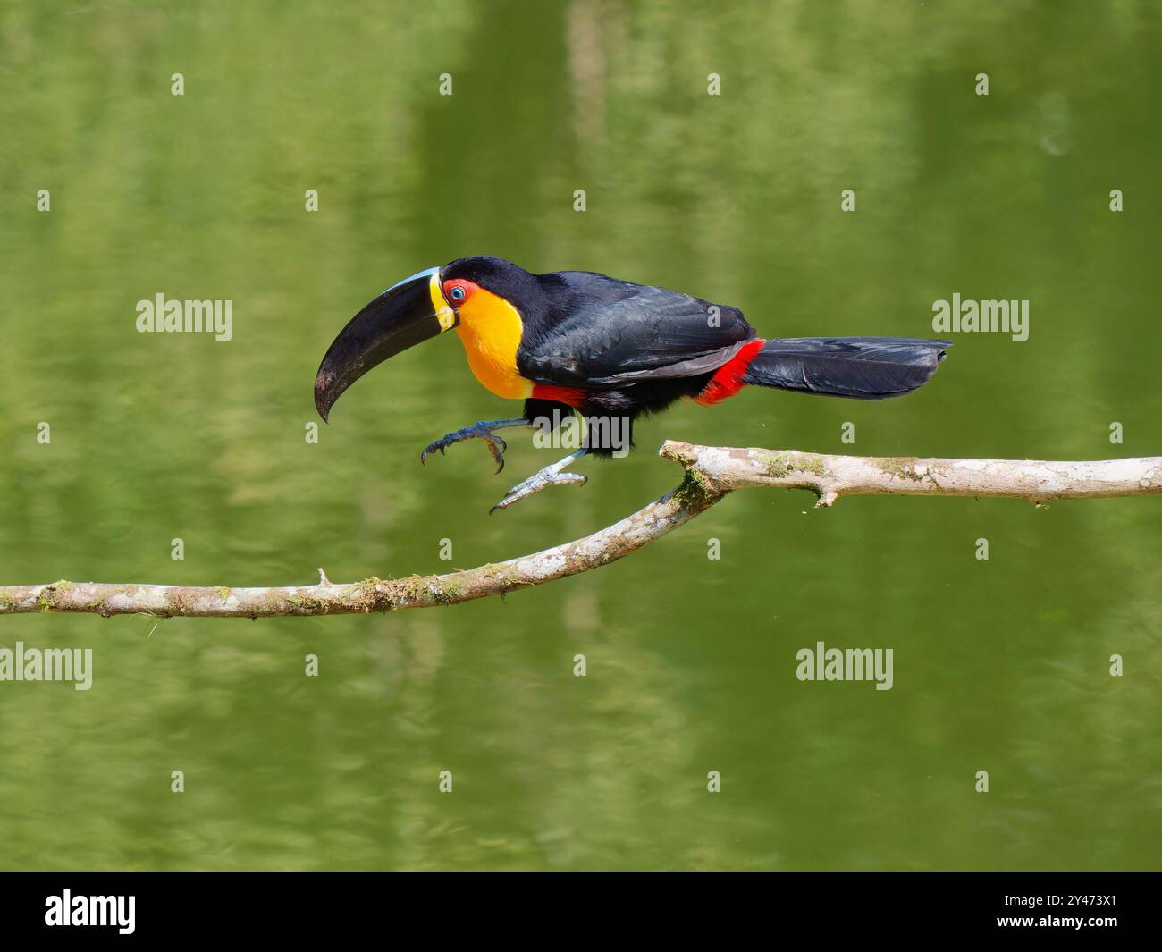 Channel Billed Toucan hopping Ramphastos vitellinus ariel Atlantic ...