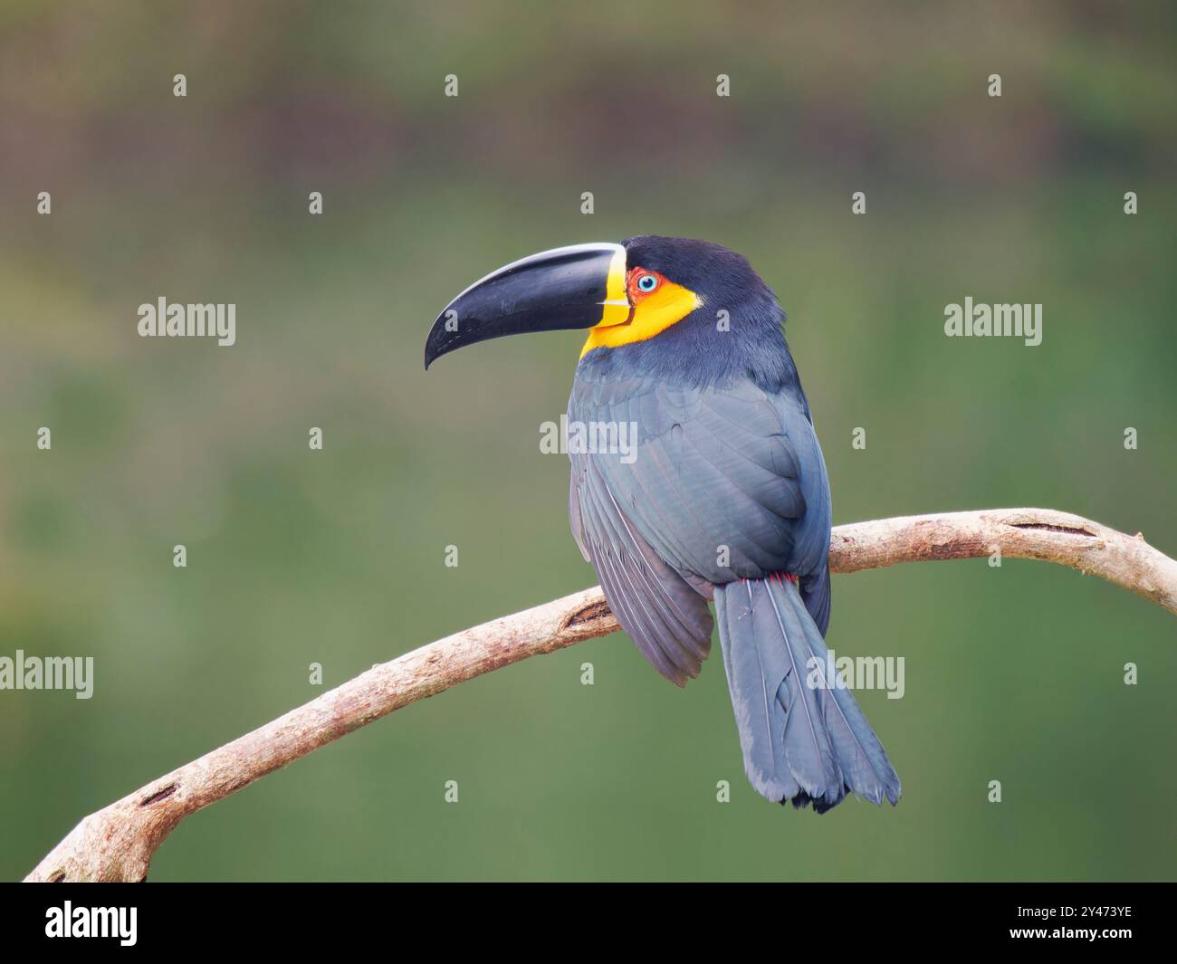 Channel Billed Toucan Ramphastos vitellinus ariel Atlantic Forest ...