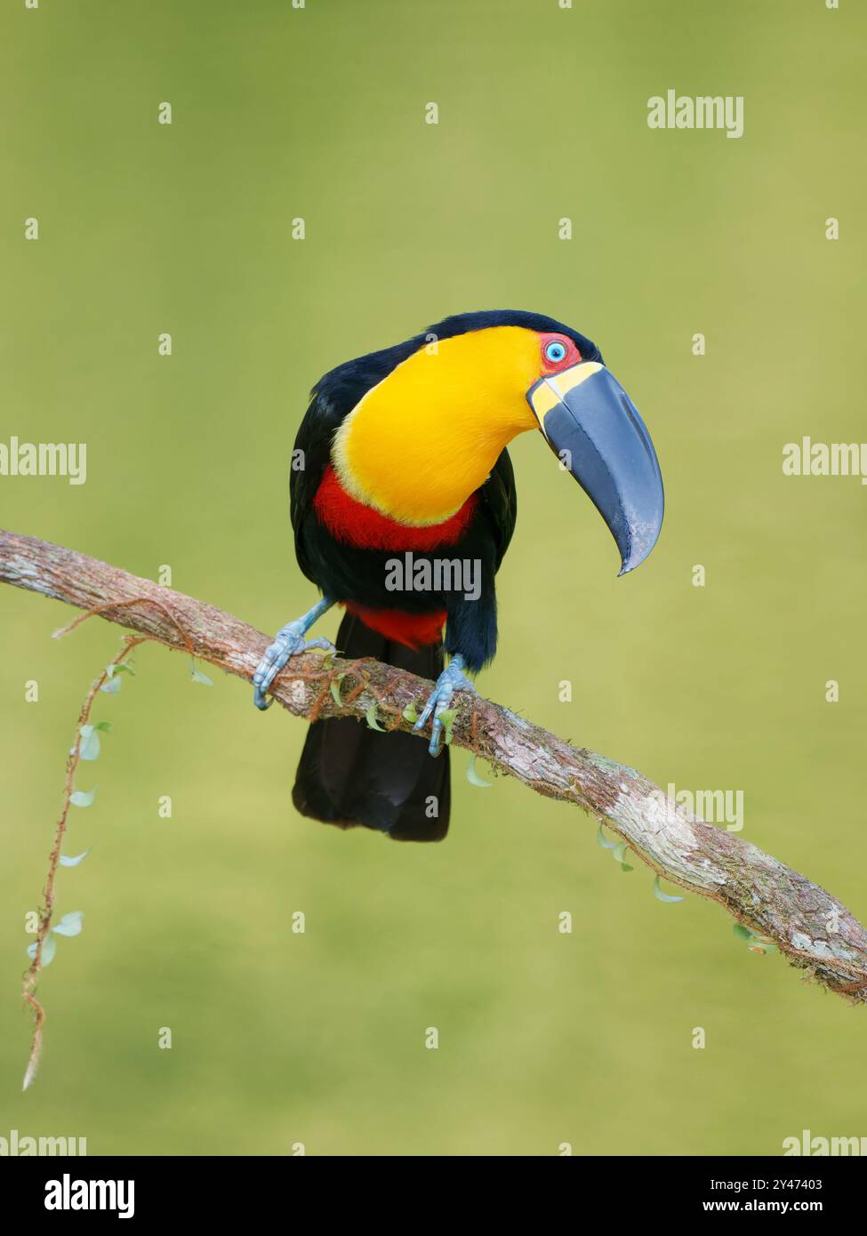 Channel Billed Toucan Ramphastos vitellinus ariel Atlantic Forest ...