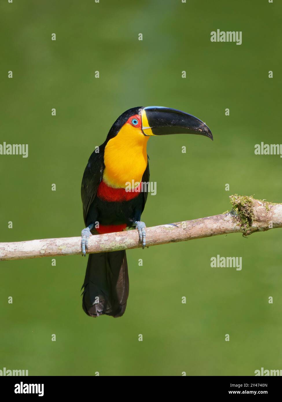 Channel Billed Toucan Ramphastos vitellinus ariel Atlantic Forest ...