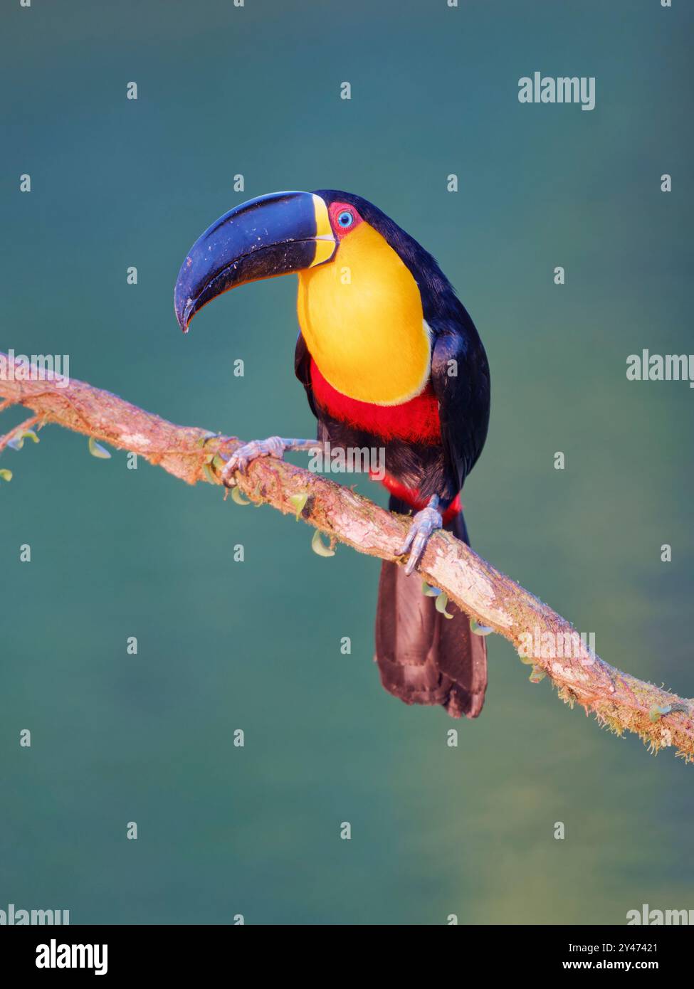 Channel Billed Toucan Ramphastos vitellinus ariel Atlantic Forest ...