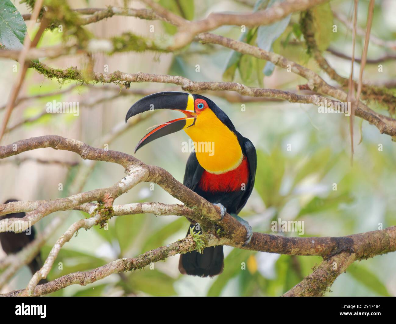Channel Billed Toucan calling Ramphastos vitellinus ariel Atlantic ...