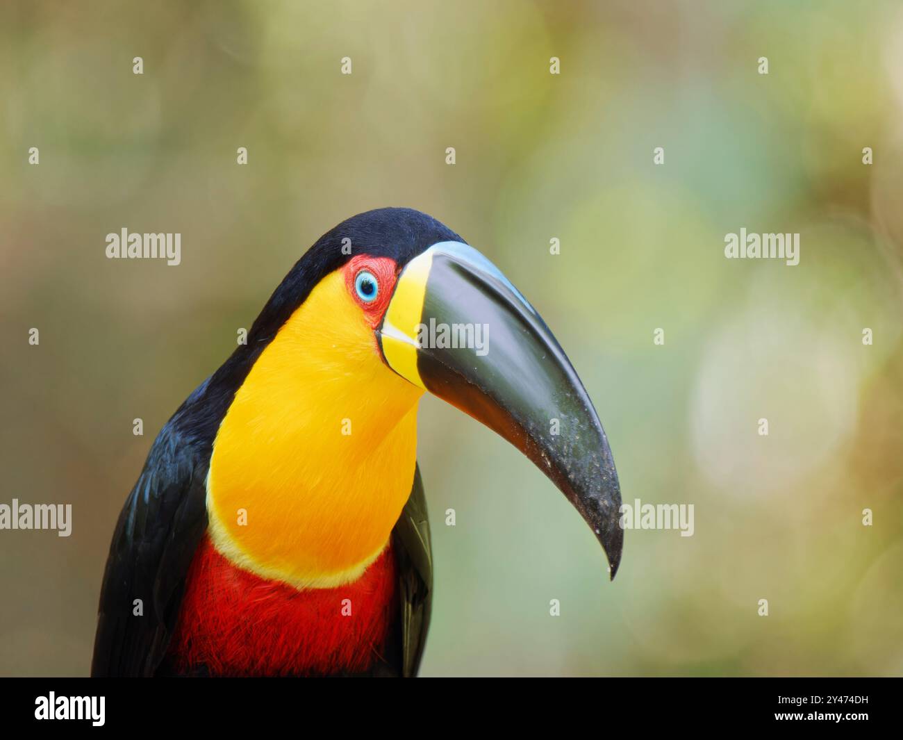 Channel Billed Toucan head shot Ramphastos vitellinus ariel Atlantic ...