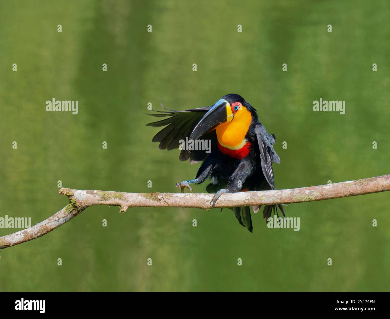 Channel Billed Toucan in flight Ramphastos vitellinus ariel Atlantic ...