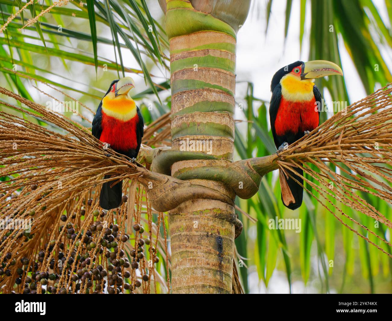 Toucan pair jungle hi-res stock photography and images - Alamy