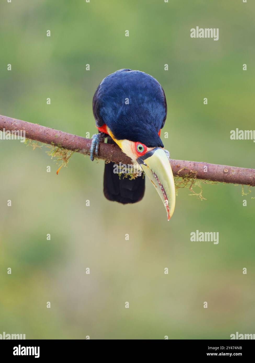 Red Breasted Toucan Ramphastos dicolorus Atlantic Forest, Brazil ...