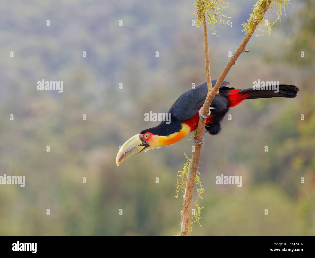 Red Breasted Toucan Ramphastos dicolorus Atlantic Forest, Brazil ...