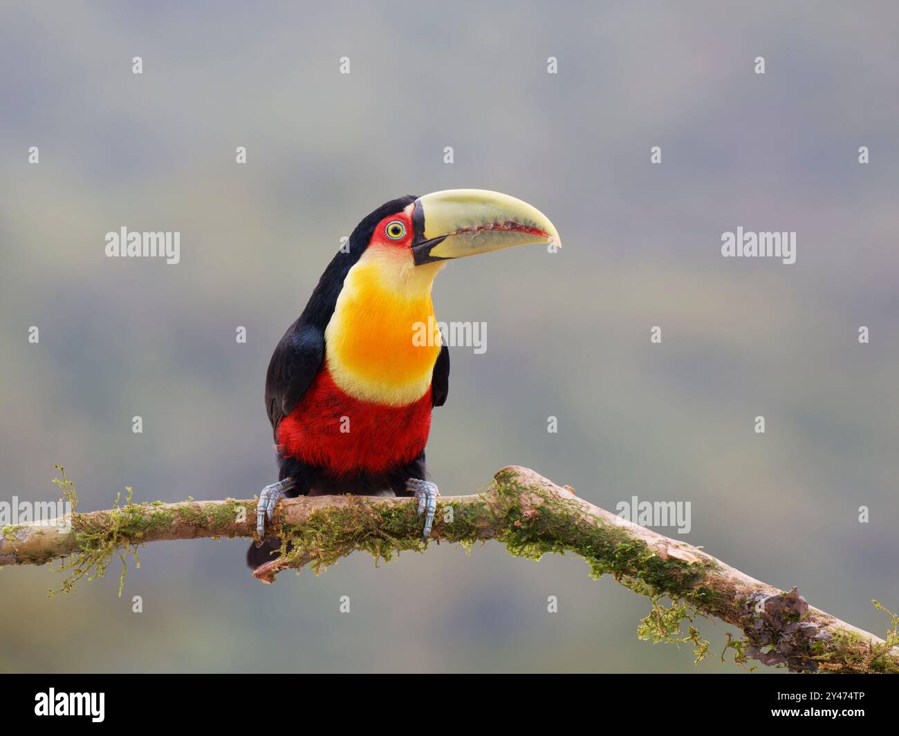 Red Breasted Toucan Ramphastos dicolorus Atlantic Forest, Brazil ...