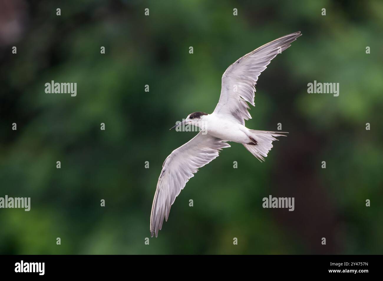 white-cheeked tern (Sterna repressa) observed on Mumbai coast in ...