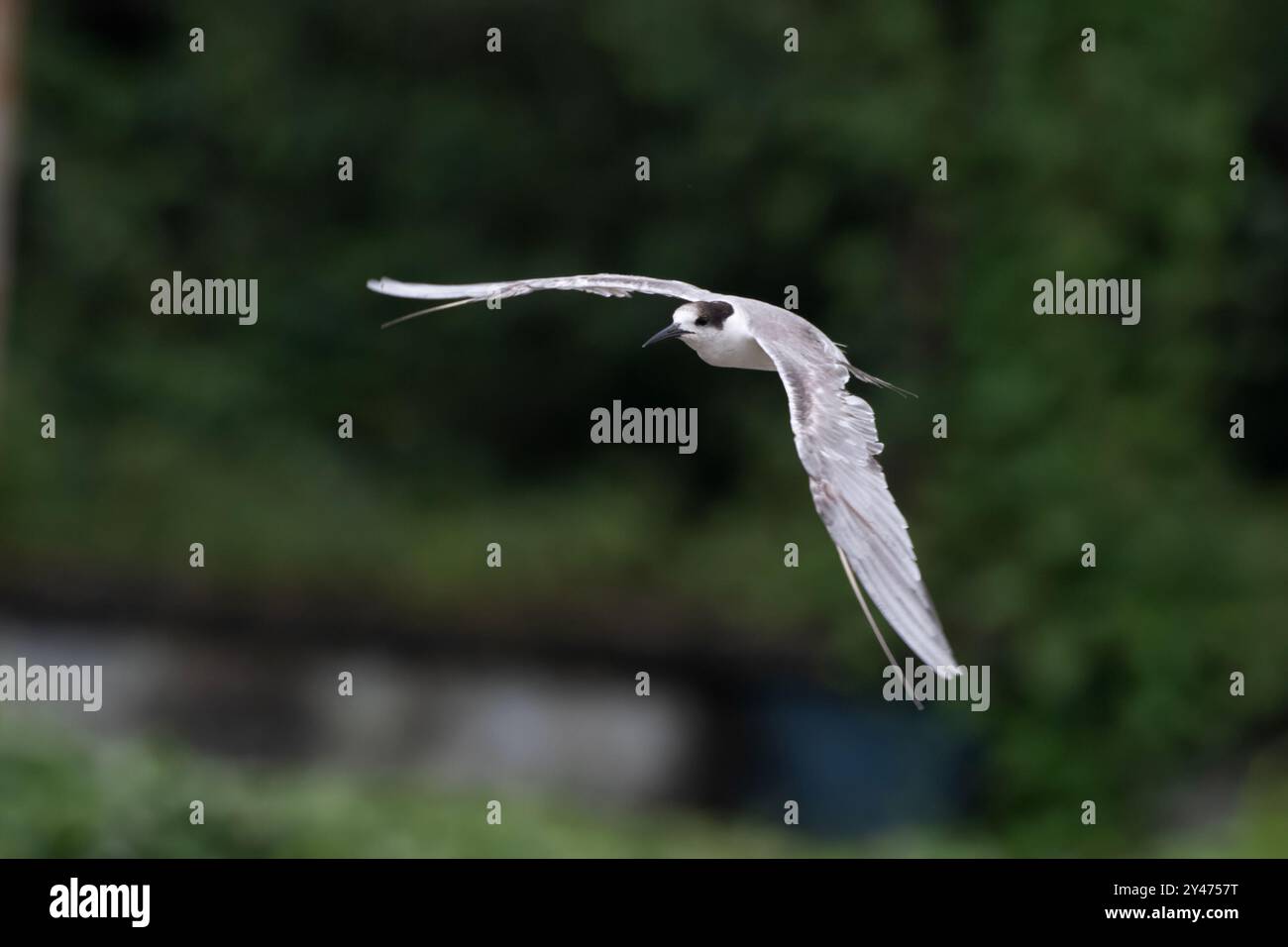 white-cheeked tern (Sterna repressa) observed on Mumbai coast in ...
