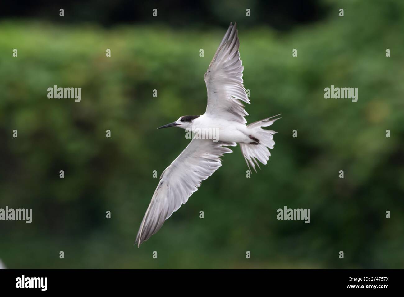 white-cheeked tern (Sterna repressa) observed on Mumbai coast in ...