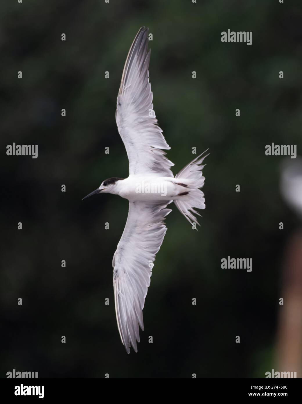 white-cheeked tern (Sterna repressa) observed on Mumbai coast in ...