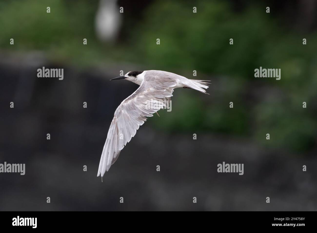 white-cheeked tern (Sterna repressa) observed on Mumbai coast in ...