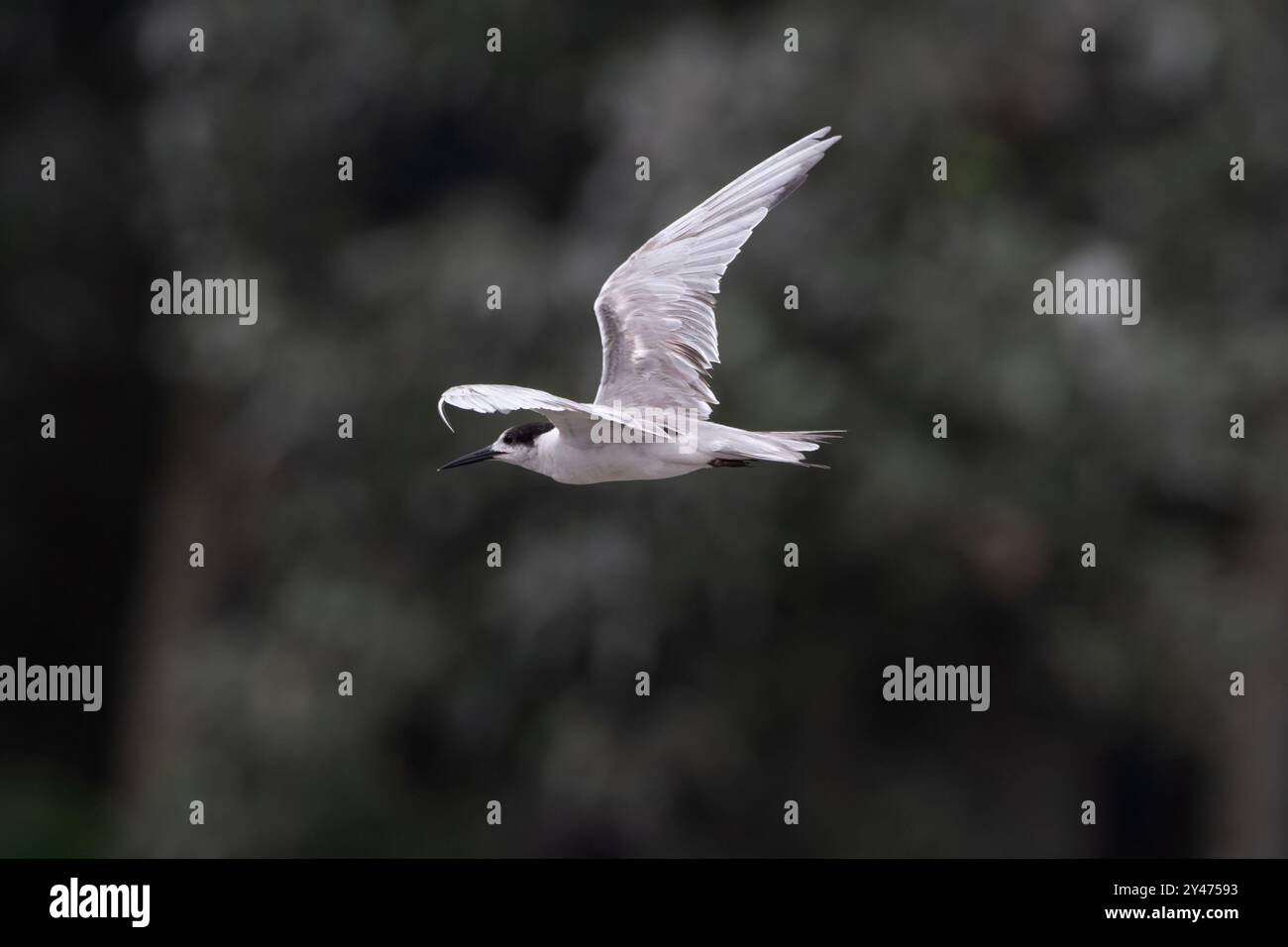 white-cheeked tern (Sterna repressa) observed on Mumbai coast in ...