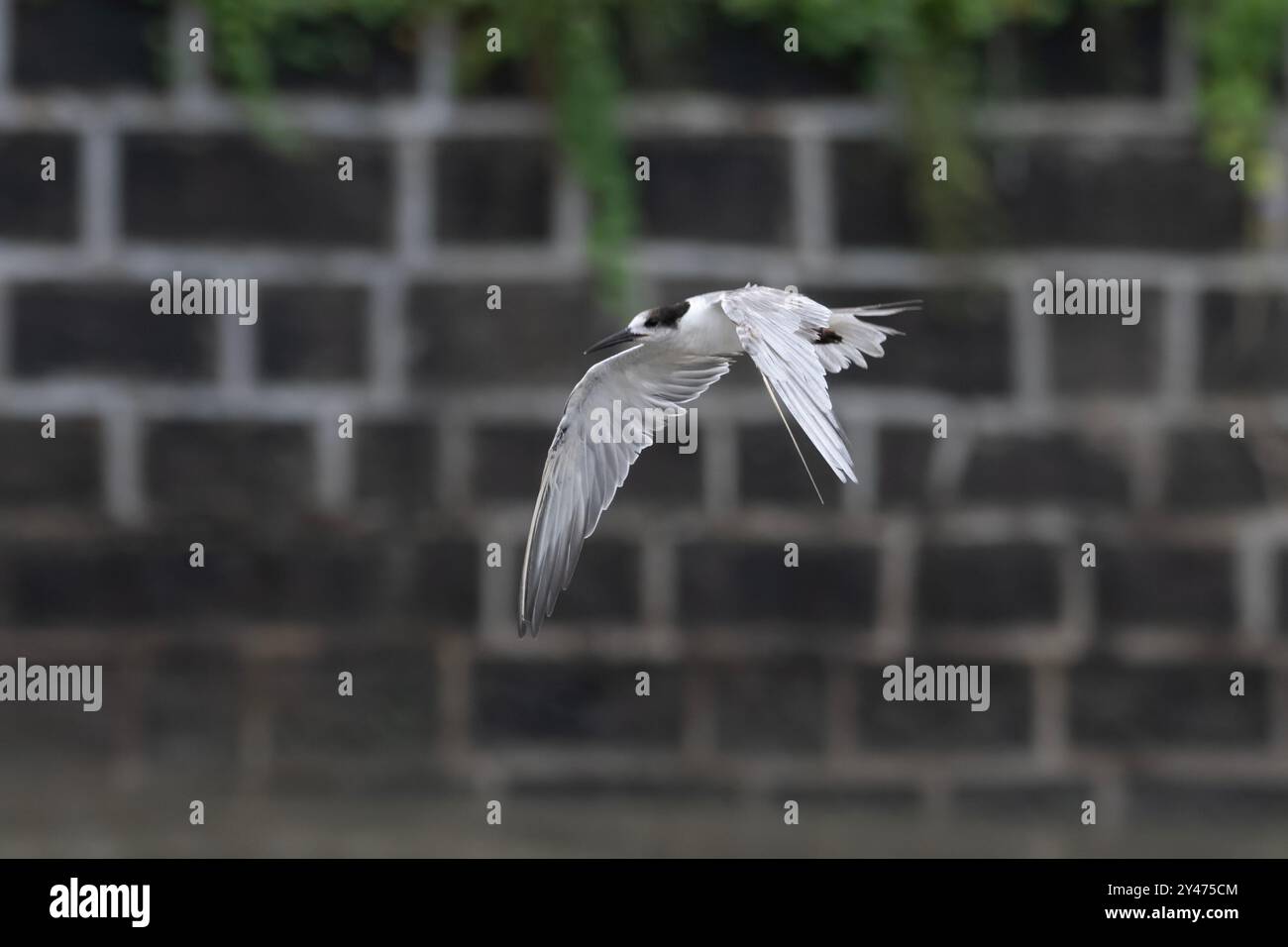 white-cheeked tern (Sterna repressa) observed on Mumbai coast in ...