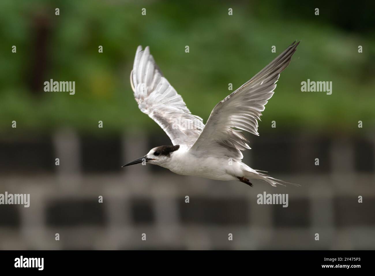 white-cheeked tern or Sterna repressa seen on Mumbai coast in ...