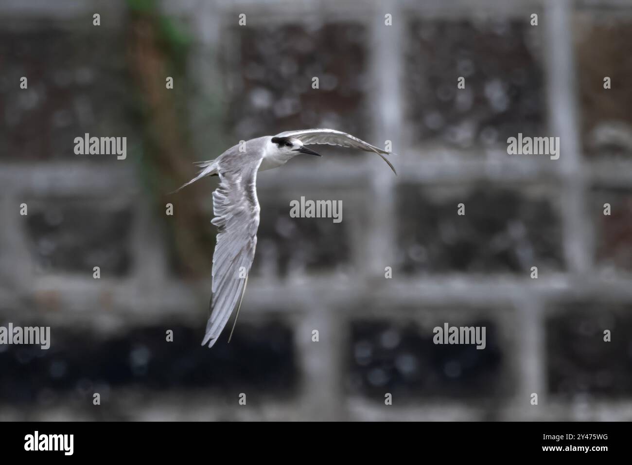 white-cheeked tern or Sterna repressa seen on Mumbai coast in ...