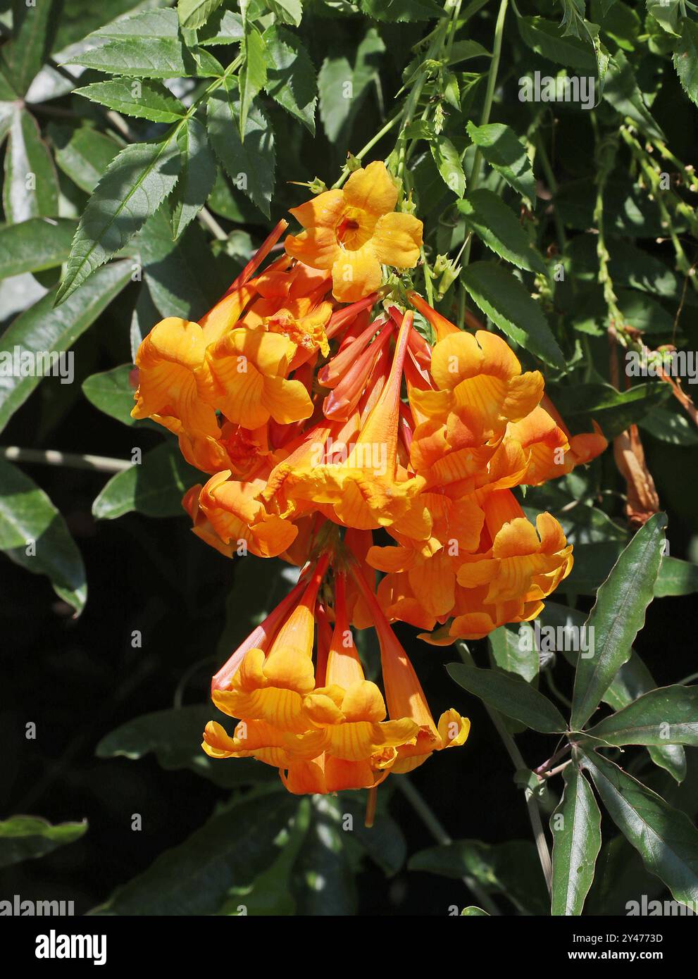 Jubilee tacoma hi-res stock photography and images - Alamy