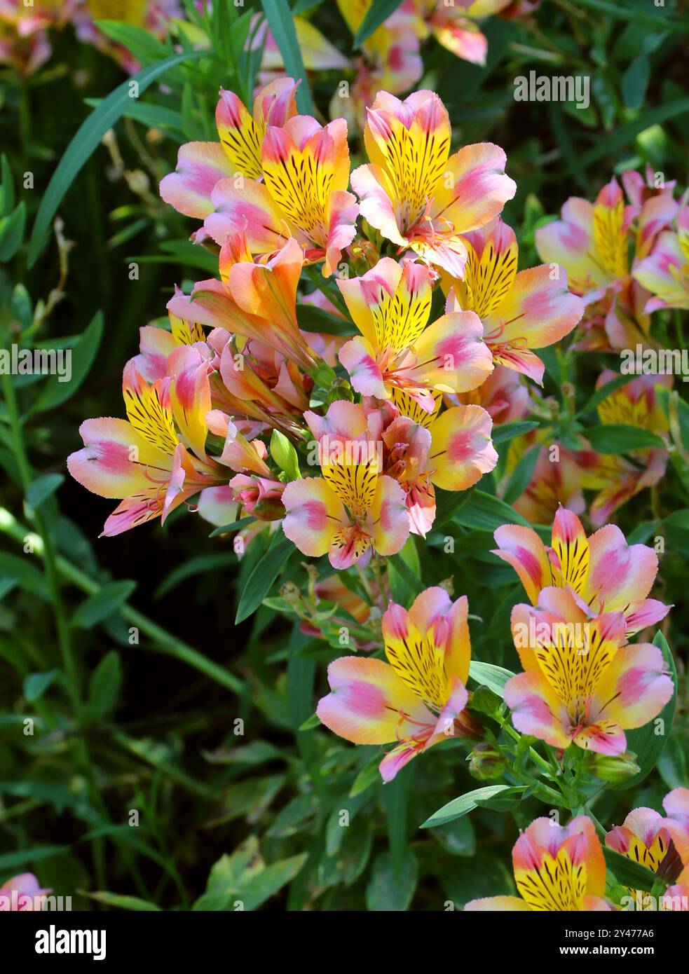 Peruvian Lily or Lily of the Incas, Alstroemeria Garden Jewel "Peaches ...