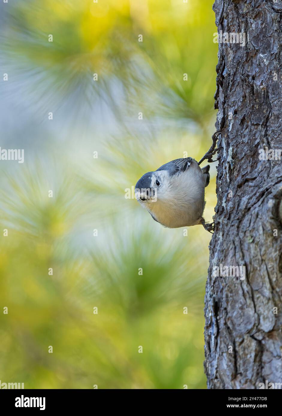 Cute White-breasted Nuthatch on the side of a tree with colorful bokeh ...