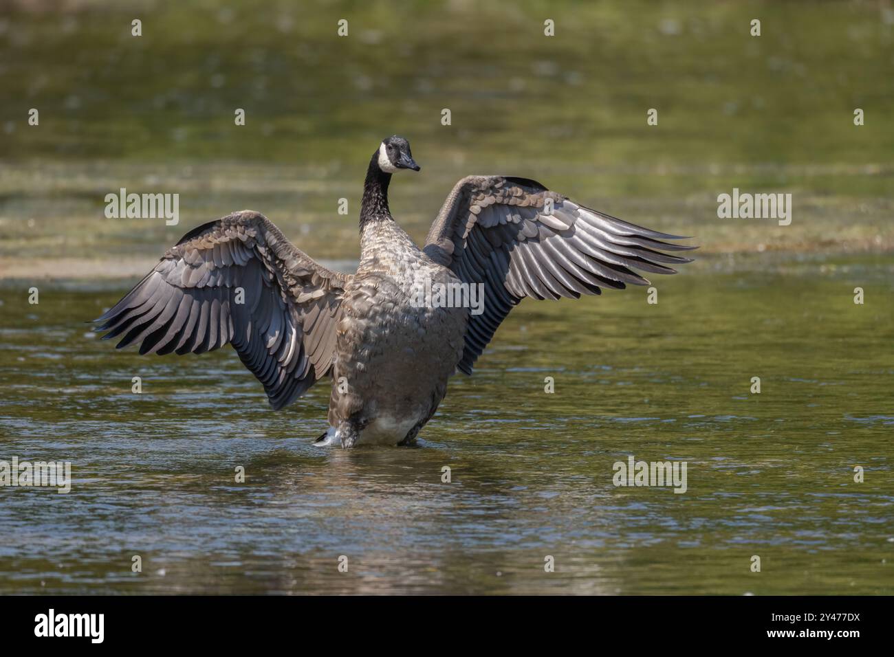 Large Canada Goose with wings extended in water in Ontario Canada Stock ...