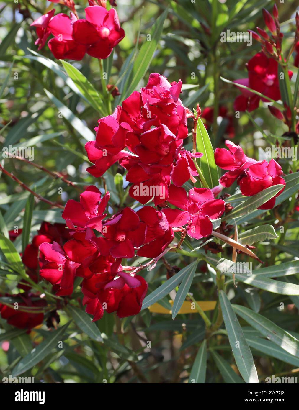 Red-flowered Oleander, Nerium Oleander 'Red', Red-flowered Jamaica ...