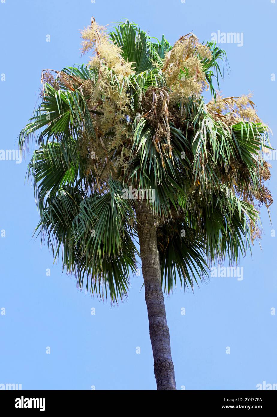 Washingtonia robusta palm tree hi-res stock photography and images - Alamy