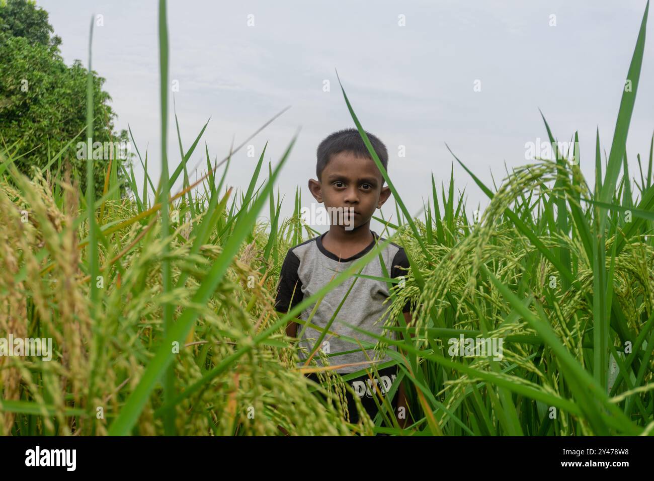 Green paddy field. Rice is the staple food of Asia. Nature plays in the ...