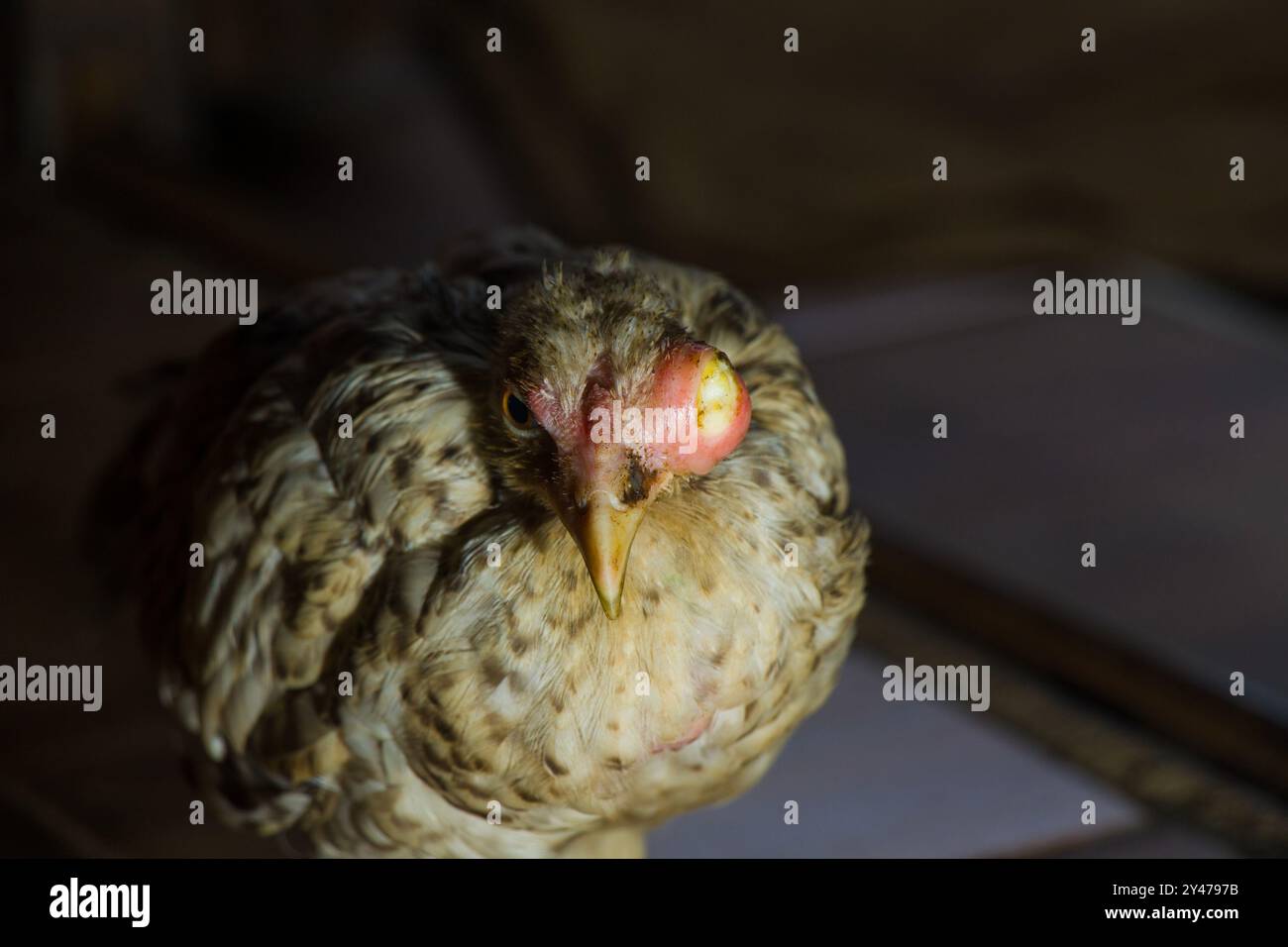Swollen chicken eyes due to Coryza Contagious in Chickens Stock Photo ...