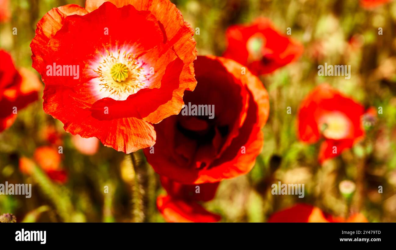 a herbaceous plant with showy flowers, milky sap, and rounded seed ...