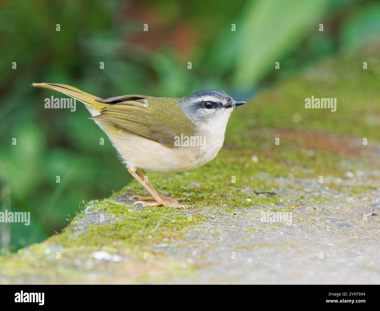 Riverbank Warbler Myiothlypis rivularis Atlantic Forest, Brazil BI043145 Stock Photo - Alamy