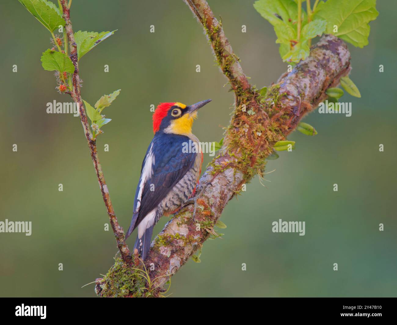 Yellow Fronted Woodpecker Melanerpes flavifrons Atlantic Forest, Brazil ...