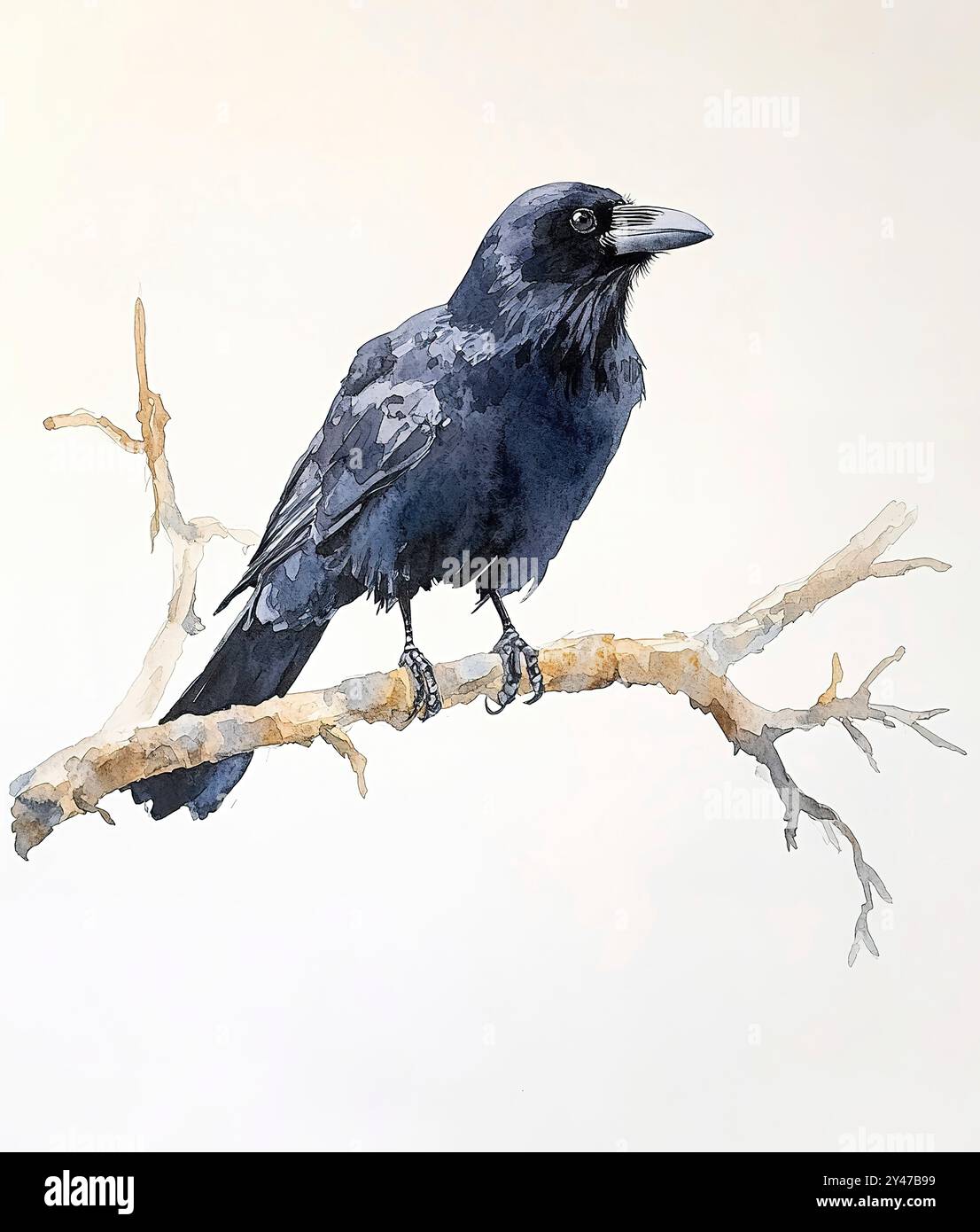 Watercolor painting. A perching American crow, sporting glossy feathers ...