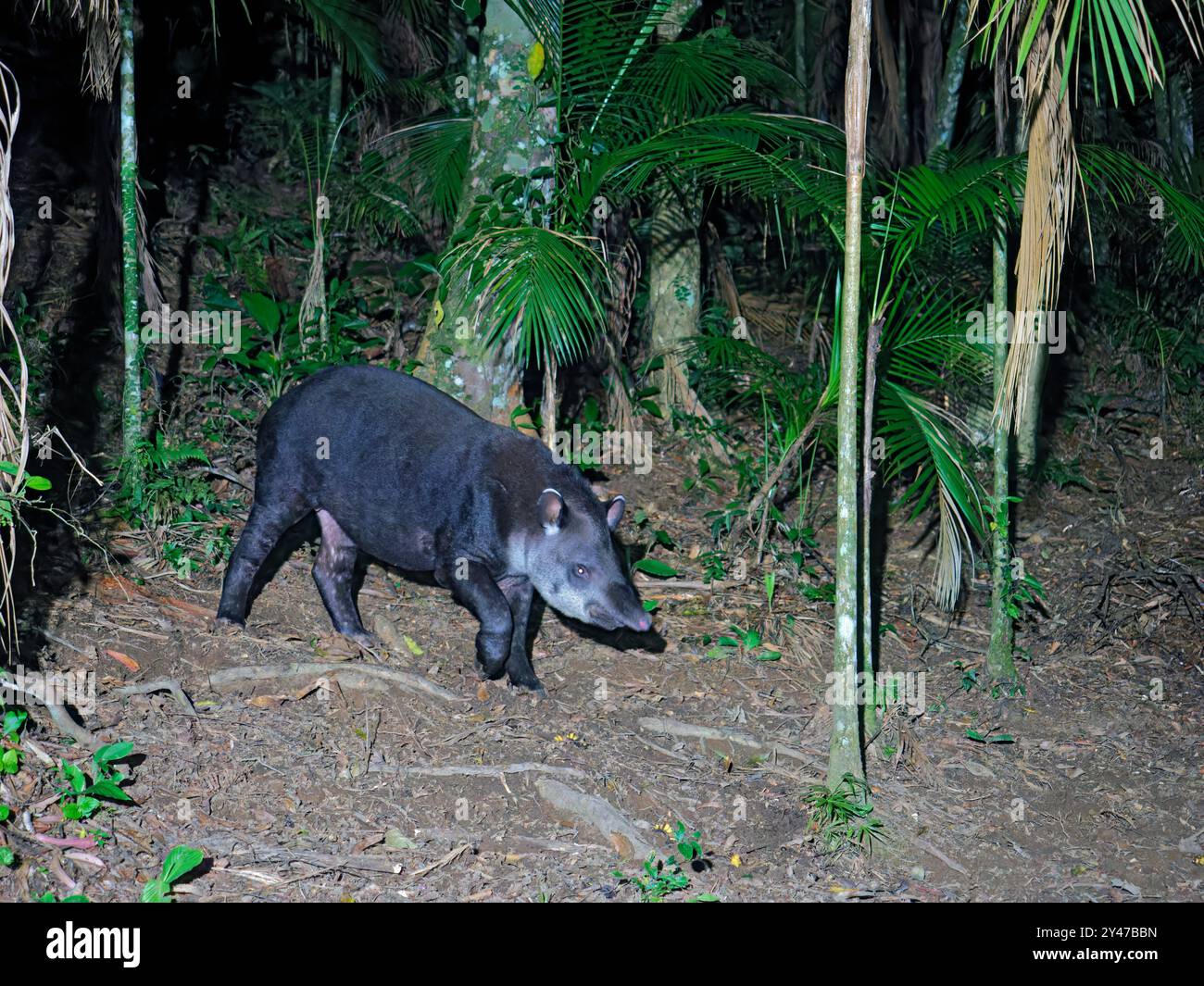 Large tapir hi-res stock photography and images - Alamy