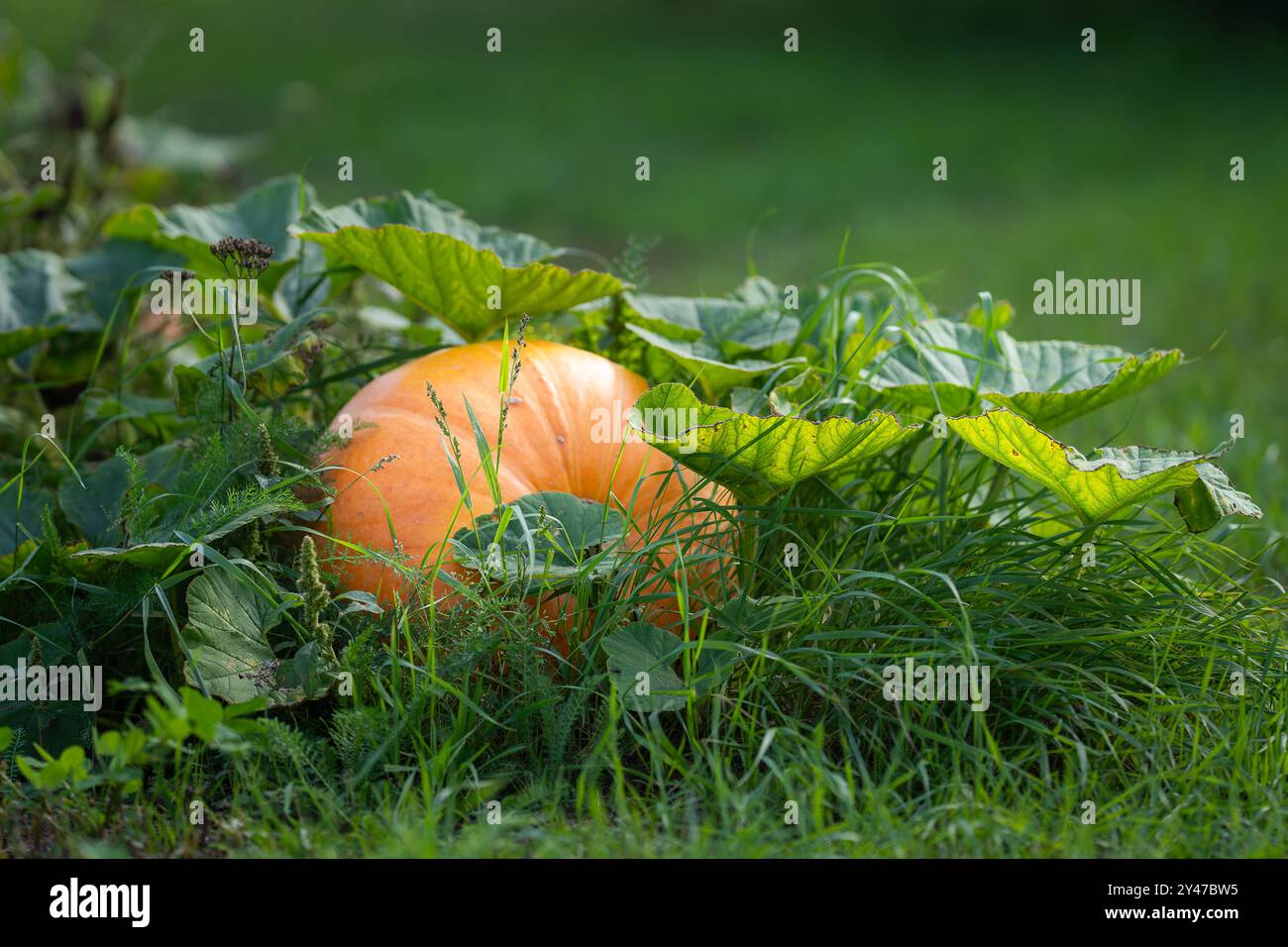 A pumpkin (Cucurbita pepo) growing in a vegetable garden. Pumpkin plant ...