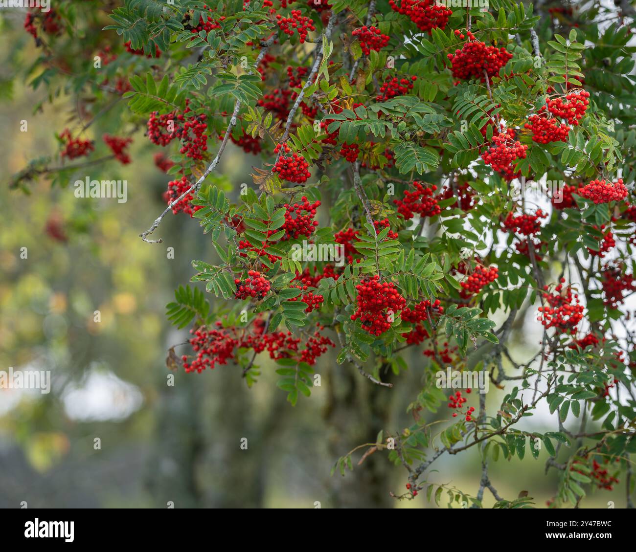 European mountain-ash, rowan tree (Sorbus aucuparia), branches with ...