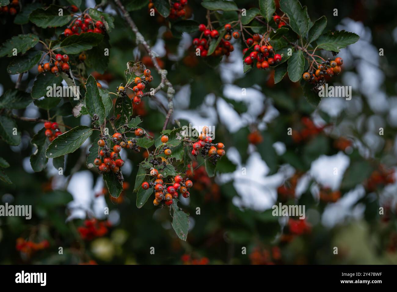 Sorbus intermedia branches with berries. Red berries on a Swedish ...