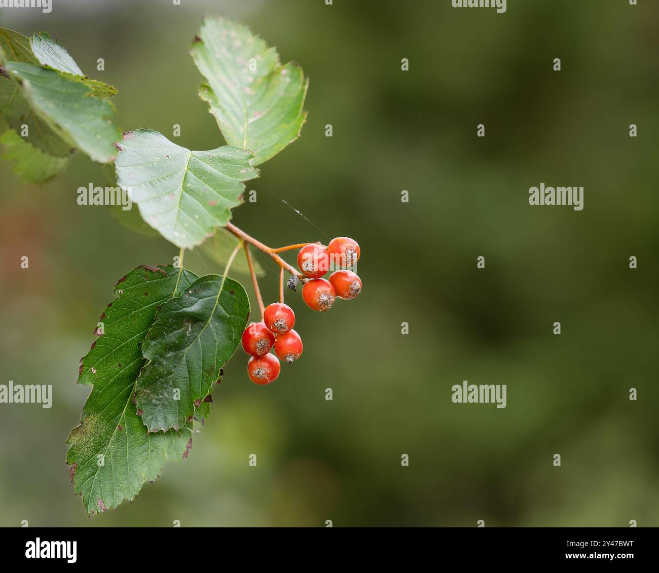 Sorbus intermedia branches with berries. Red berries on a Swedish ...