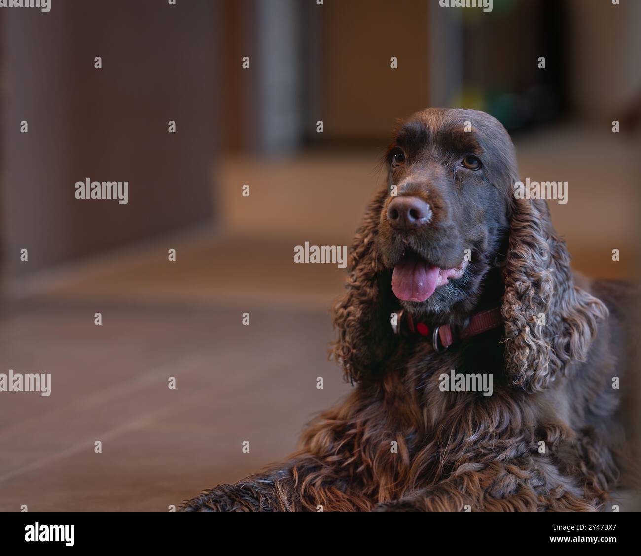 Liver colored English Cocker Spaniel is resting on the floor. Brown ...